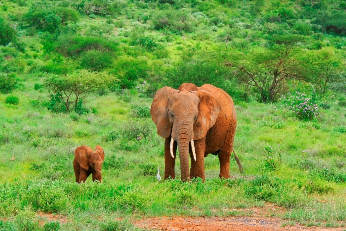 Hakuna Matata Safari in Kenya and beach holiday in Mombasa