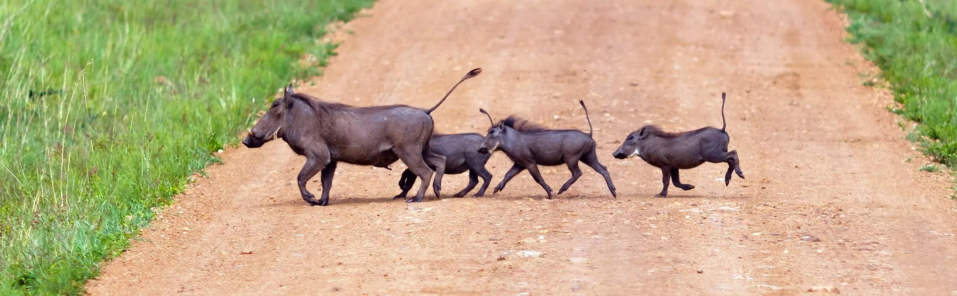 Hakuna Matata Safari in Kenya and beach holiday in Mombasa