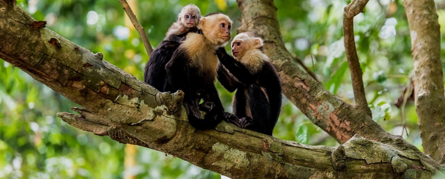 A Touch of Costa Rica – 11 days' holiday with time on your own