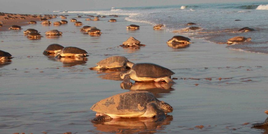 Arribada in Costa Rica – The magical arrival of the olive ridley turtle