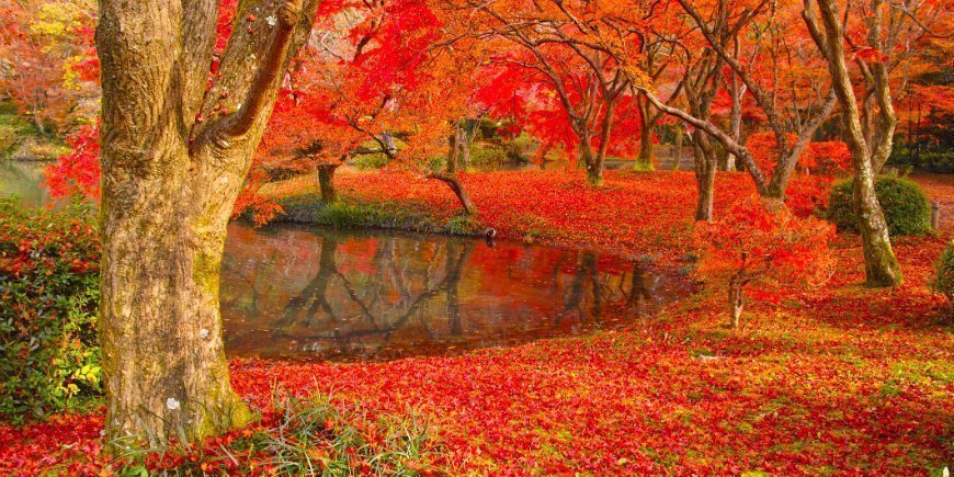 Koyo in Japan - Experience the colours in Japan’s autumn leaf season