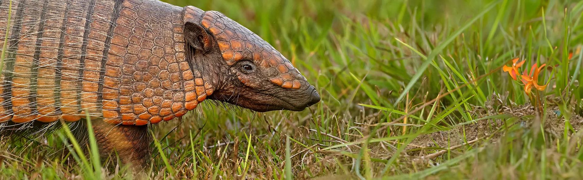 The nature & wildlife of Brazil - Tour featuring Pantanal, Iguazu & Rio