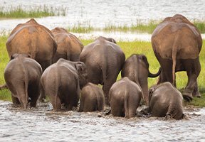 Animals in Sri Lanka - Read about Sri Lanka’s wildlife here!